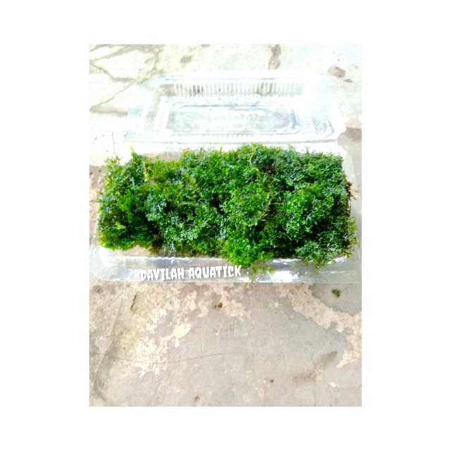 Jual mos ricardia mini tanaman aquscape | Shopee Indonesia