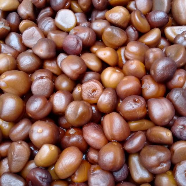 Jual BIJI SALAK PONDOH 1 KG / BIBIT SALAK PONDOH / BENIH SALAK PONDOH ...