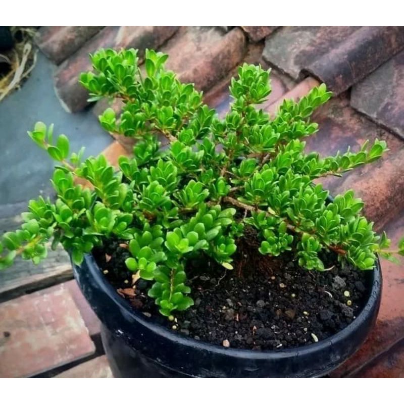 Jual 20 biji santigi nusa Barong 3k | Shopee Indonesia