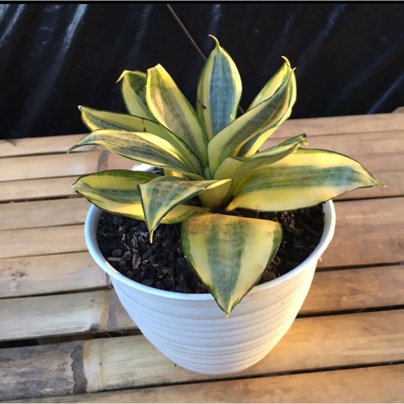 Jual Tanaman hias Sansivera Golden - Tanaman Indoor - Tanaman pembersih ...