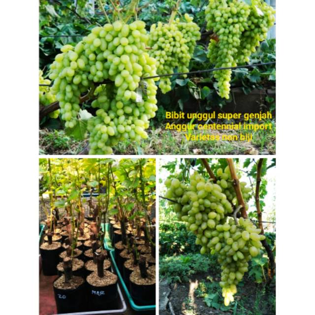 Jual pembibitan anggur import centennial hijau suoer genjah manis cepat ...
