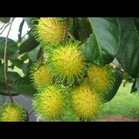 Jual BIBIT RAMBUTAN KUNING/ POHON BUAH RAMBUTAN KUNING/ RAMBUTAN GADING ...