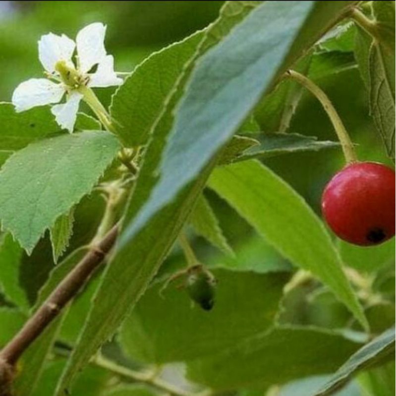 Jual Bibit Pohon Buah Ceri Seri Kersen Talok Keres Kersem - Tanaman ...