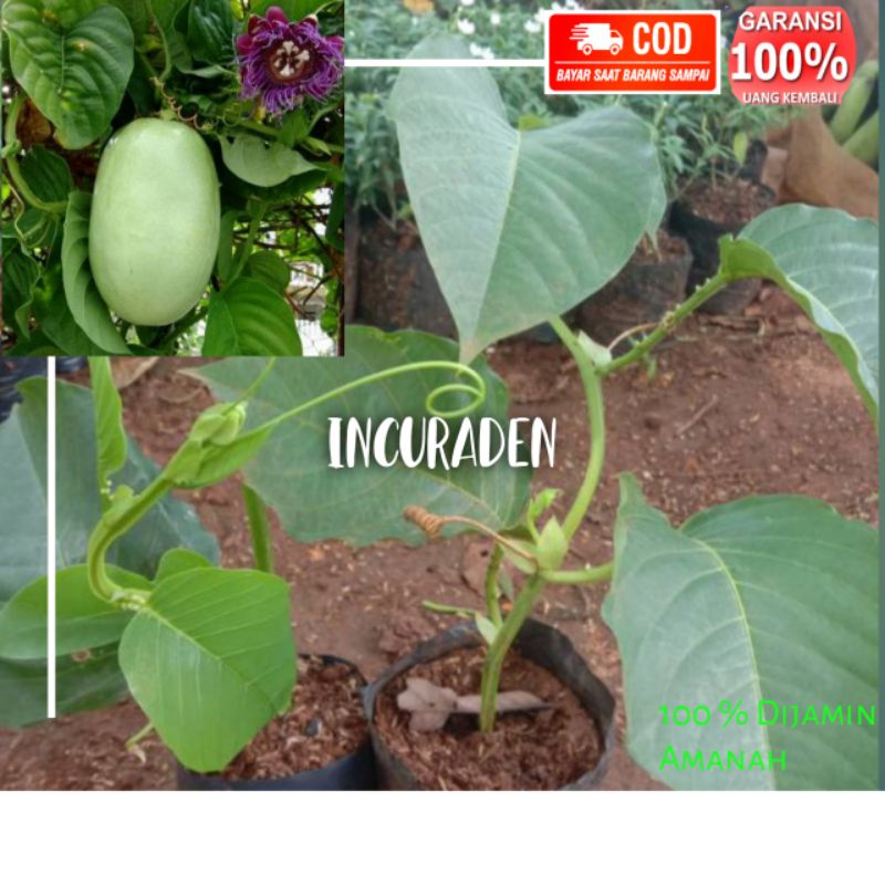 Jual BIBIT POHON MARKISA JUMBO TANAMAN ERBIS | Shopee Indonesia