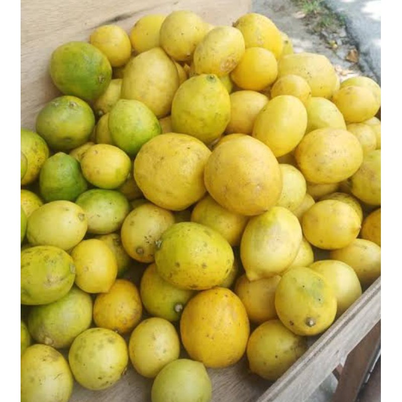 Jual Lemon Lokal Fresh 500 gram | Shopee Indonesia