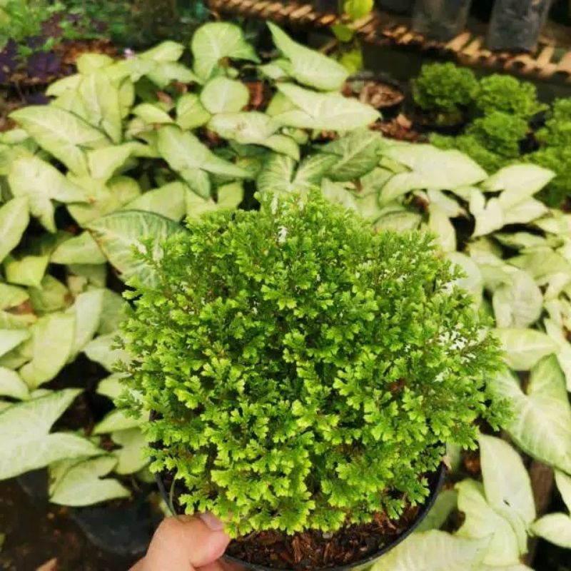 Jual Tanaman Hias Lumut papua/ambon,tanaman lumut | Shopee Indonesia