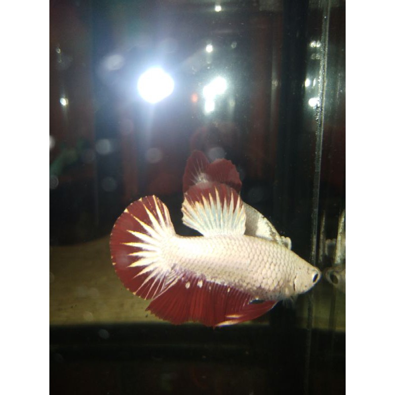 Jual RDS ( RED DRAGON SNOW WHITE ) | Shopee Indonesia