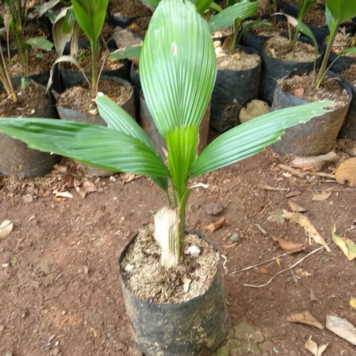 Jual PROMO pohon palem kol - tanaman palem kol - palm kol - palem kipas ...