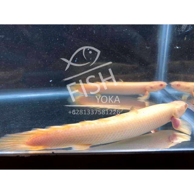 Jual ikan hias palmas albino /dragon fish/ palmas albino | Shopee Indonesia