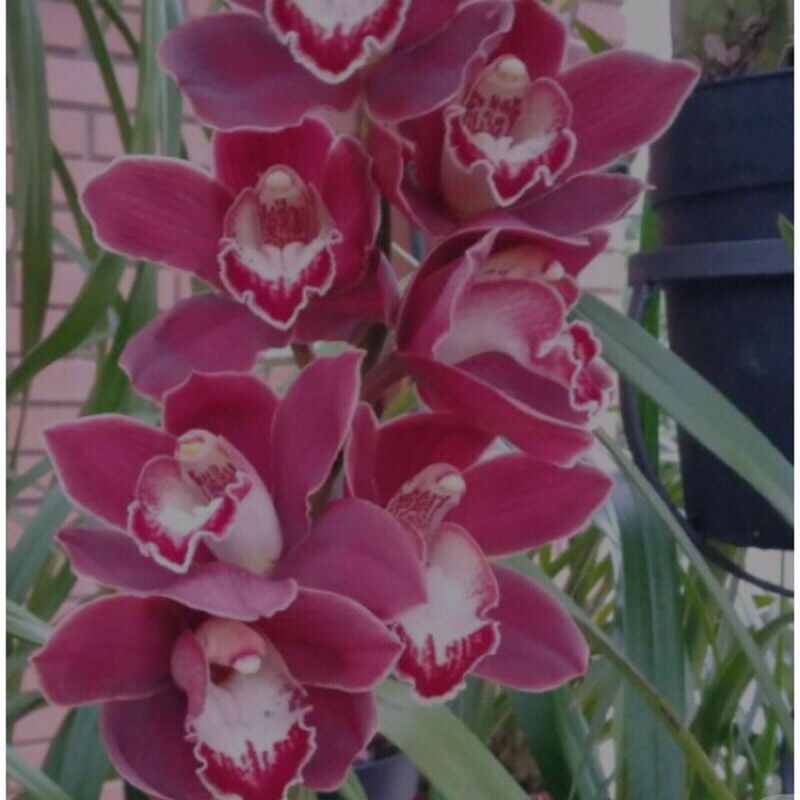 Jual cymbidium anggrek Roseum (win red) | Shopee Indonesia
