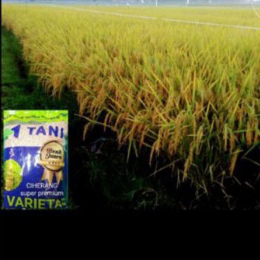 Jual ADAM TANI/BENIH PADI CIHERANG JUMBO M-TANI/PREMIUM/KG | Shopee ...