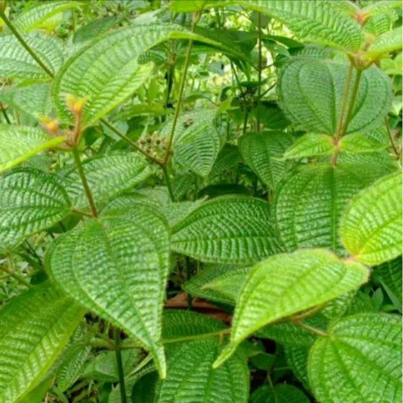Jual daun senggani atau harendong bulu segar fresh 500gram | Shopee ...