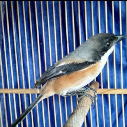 Jual Burung pentet Jatim jantan | Shopee Indonesia