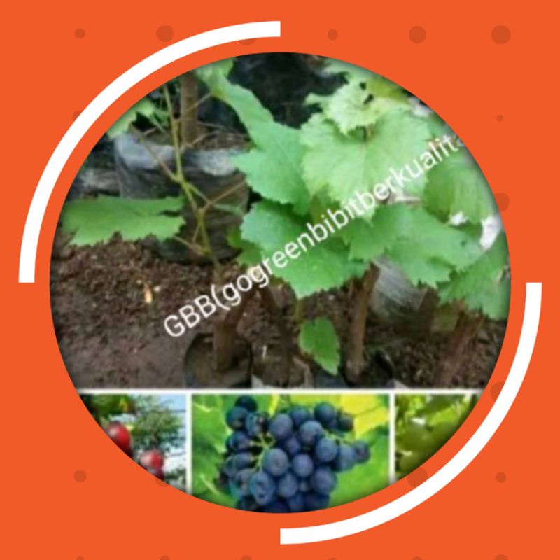 Jual Paket murah bibit anggur Isabella 3 Batang merah hitam hijau ...