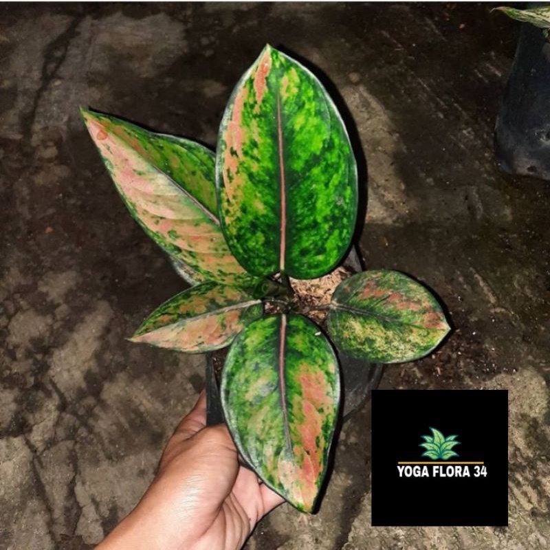 Jual aglonema hengheng ukuran dewasa/daun rimbun | Shopee Indonesia