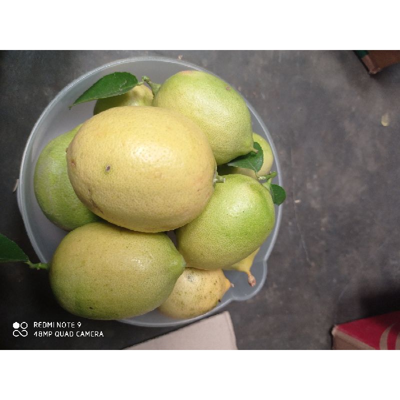 Jual LEMON LOKAL | Shopee Indonesia