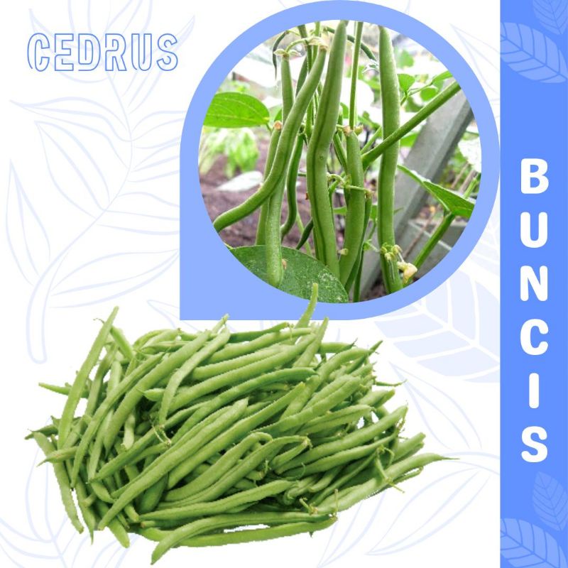 Jual Benih BUNCIS PERANCIS (isi-10) - Biji Bibit Sayur Unggul | Shopee ...