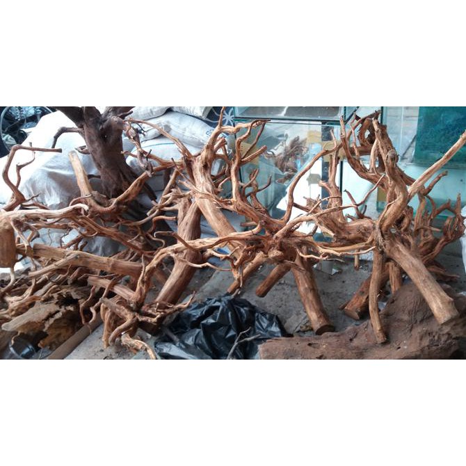 Jual Akar rasamala untu tank 50 cmsampai 100 cm | Shopee Indonesia