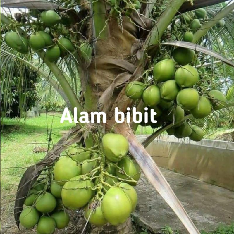 Jual BIBIT KELAPA HIJAU GENJAH ENTOK SUPER | Shopee Indonesia