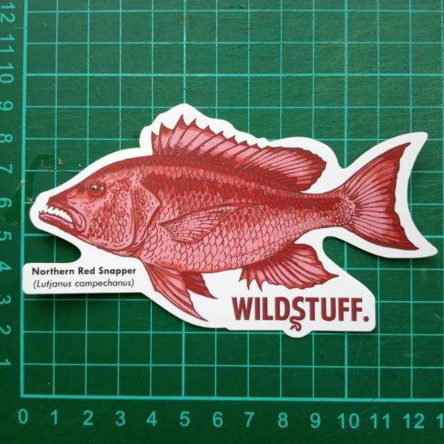 Jual Sticker Wildstuff - Northern Red Snapper Kakap Merah Lutjanus ...