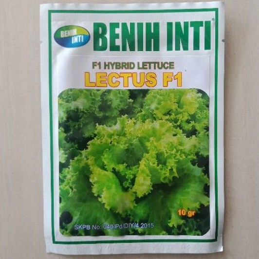 Jual Benih Selada Keriting Hibrida LECTUS F1 isi 10 gram Bibit Slada ...