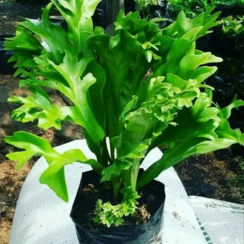 Jual tanaman hias kadaka tanduk rusa tanah / kadaka keriting tanah ...