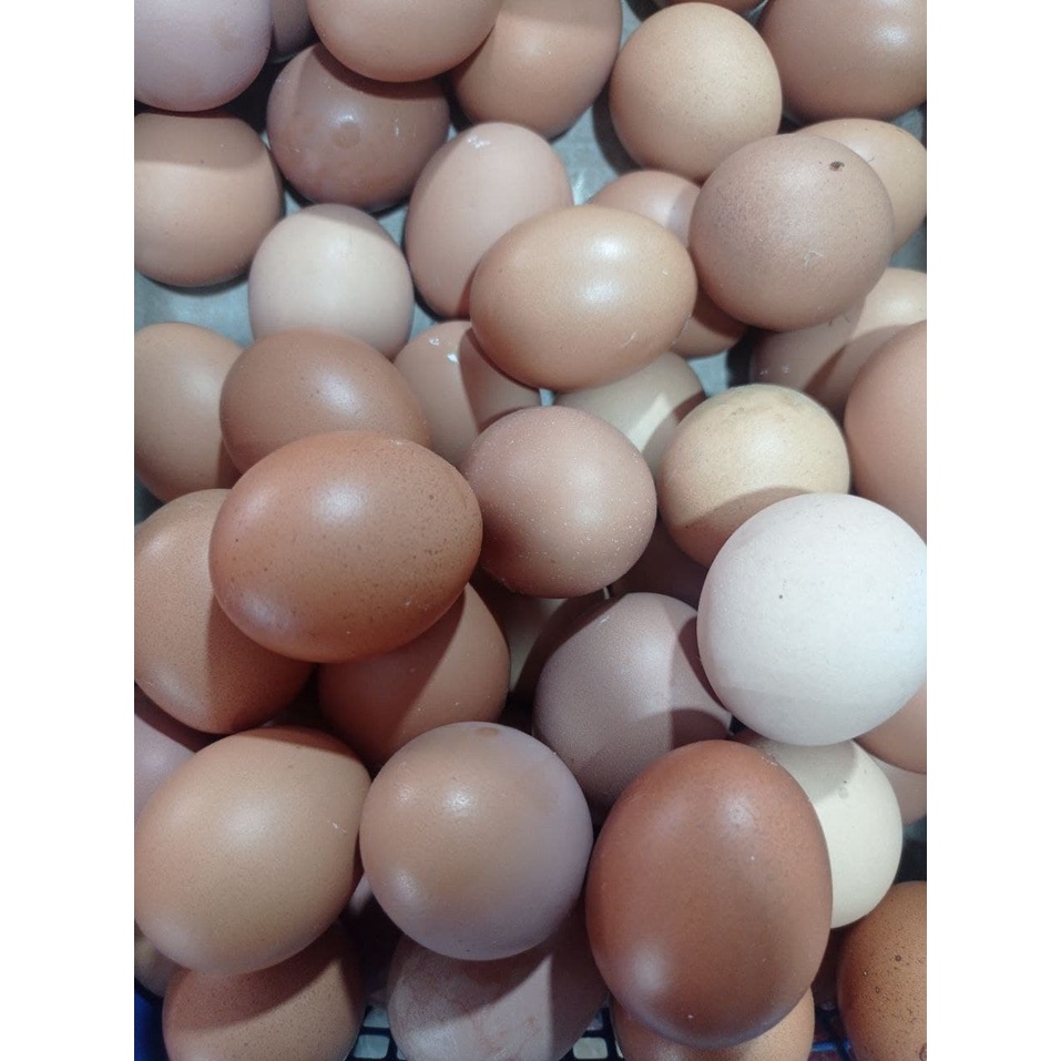 Jual Telur Ayam Besar/papan | Shopee Indonesia