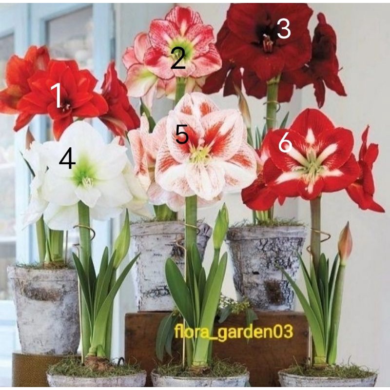 Jual paket 6 tanaman hias pohon bakung amarilis/bunga bakung amarilys 6 ...