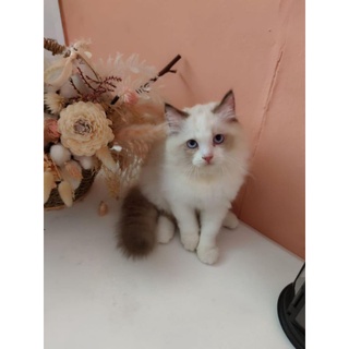 Jual ragdoll kittens Harga Terbaik & Termurah Februari 2024 | Shopee ...