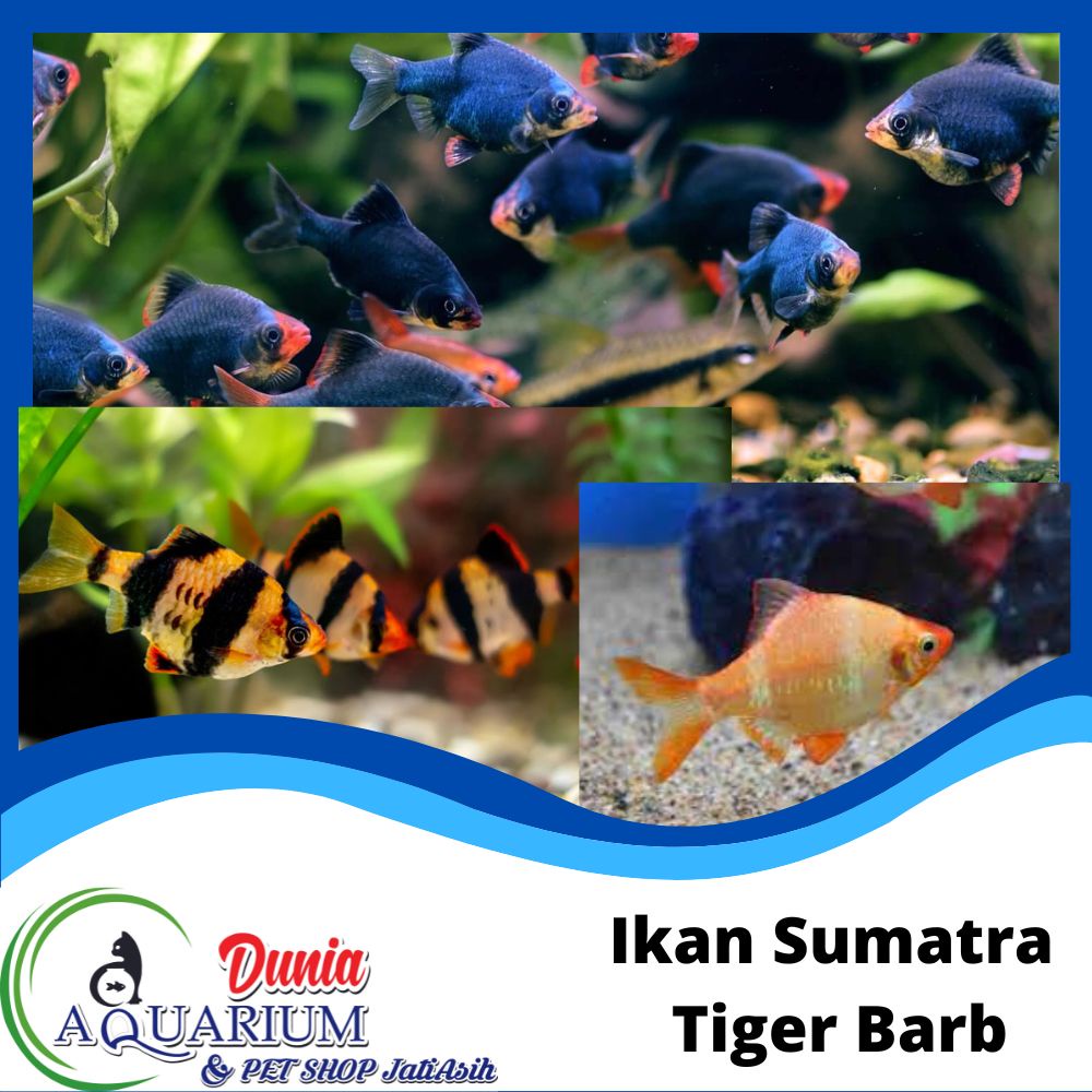 Jual Ikan Hias Sumatra Green Albino Tiger Barb Aquascape Aquarium ...