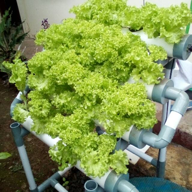 Jual Hidroponik mini Pro v.02 | Shopee Indonesia