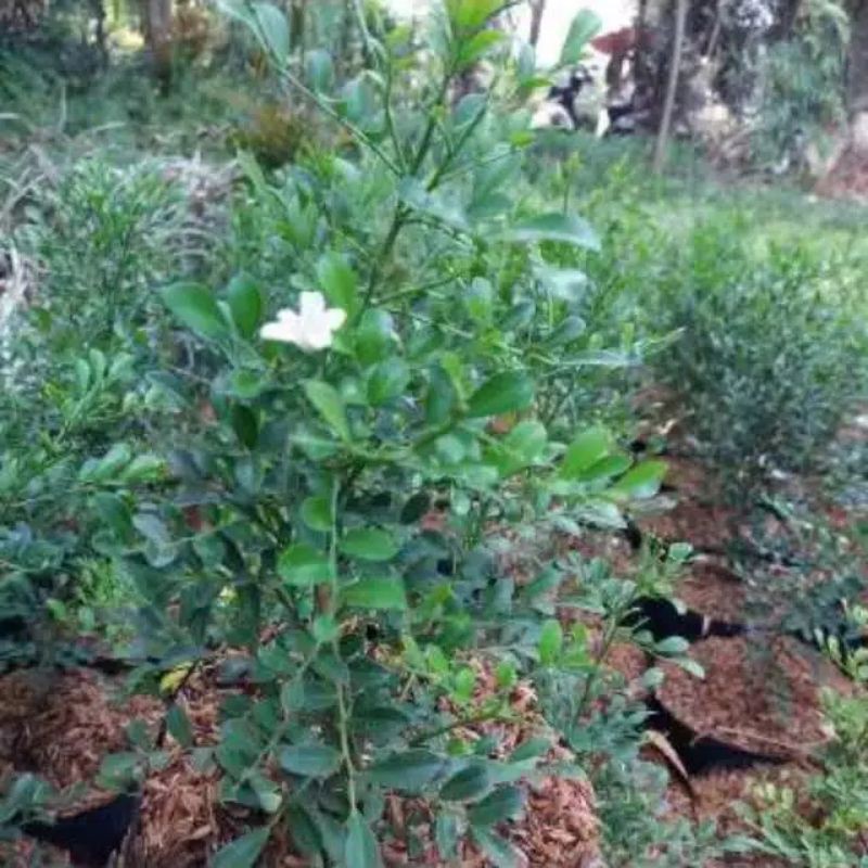 Jual Tanaman hias kemuning jepang - murraya paniculata - kemuning mini ...