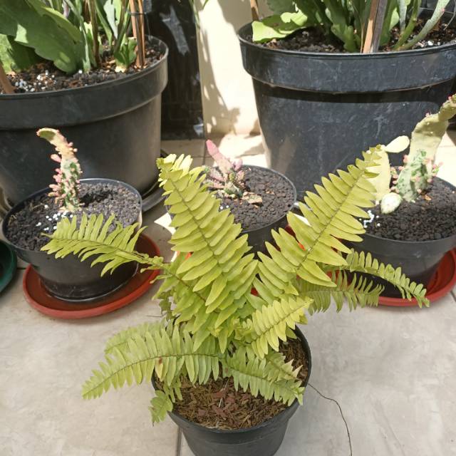 Jual Pakis boston kuning ( tanaman gantung ) | Shopee Indonesia