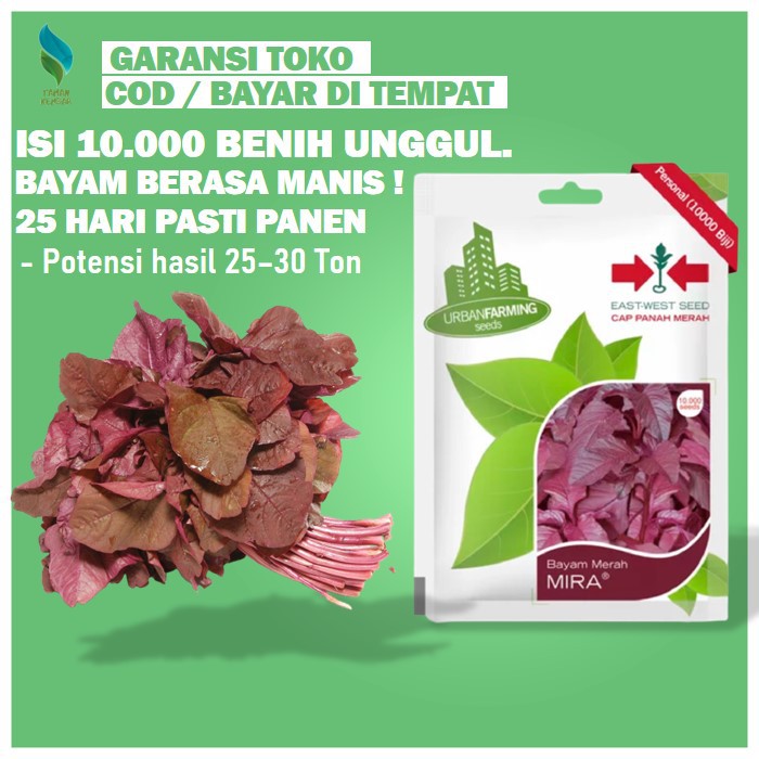 Jual Benih Sayuran Benih Sayur Bayam Bibit Sayuran Benih Tanaman ...