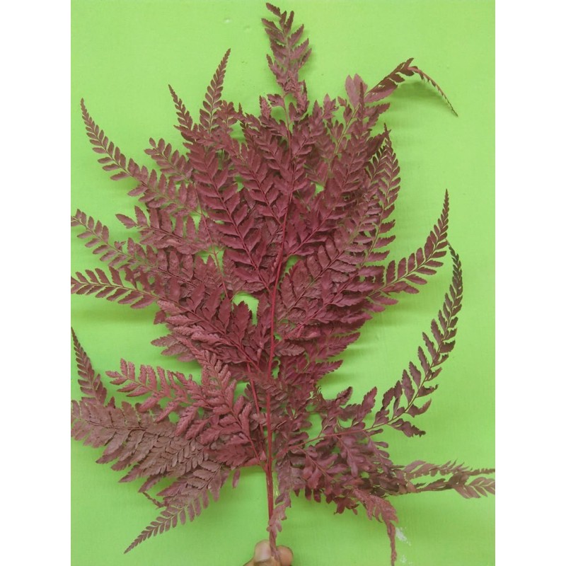 Jual Daun Pakis Merah (Isi 3 tangkai) | Shopee Indonesia