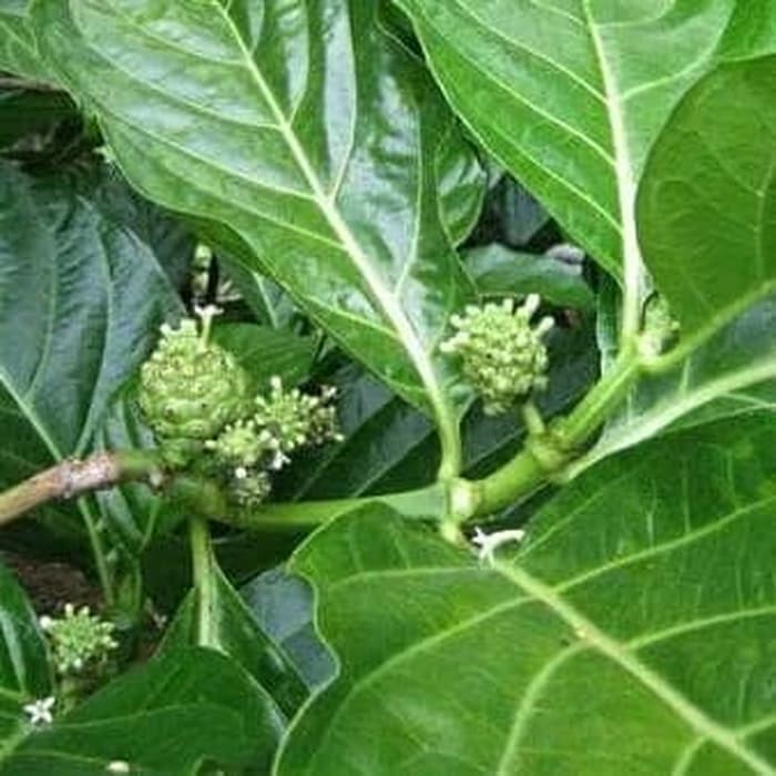 Jual TERBARU Daun Pace Mengkudu Noni Segar Dari Kebun Tumbuh Alami ...