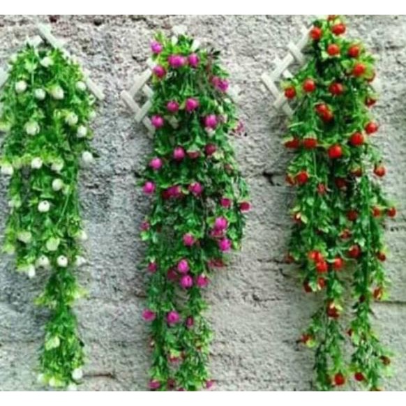 Jual (SALE!!) Bunga Rambat Mawar Prity Plus Pot Gantung Atau Pot ...