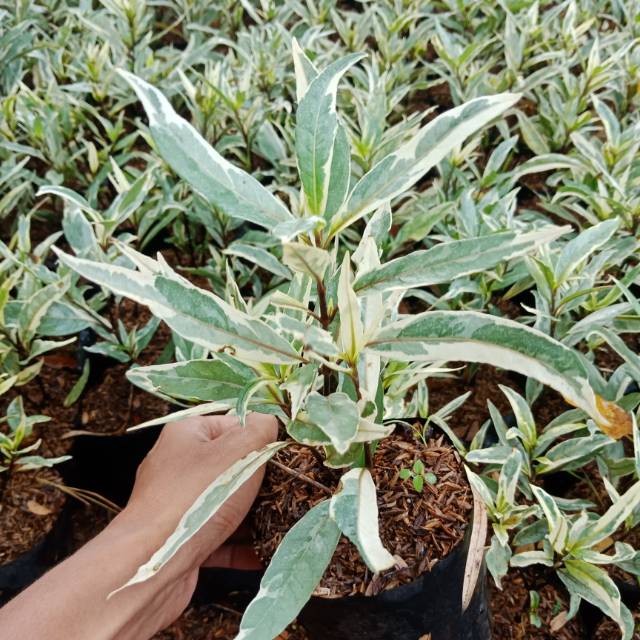 Jual Bibit tanaman gandarusa gandarusa putih gandarusa varigata tanaman ...