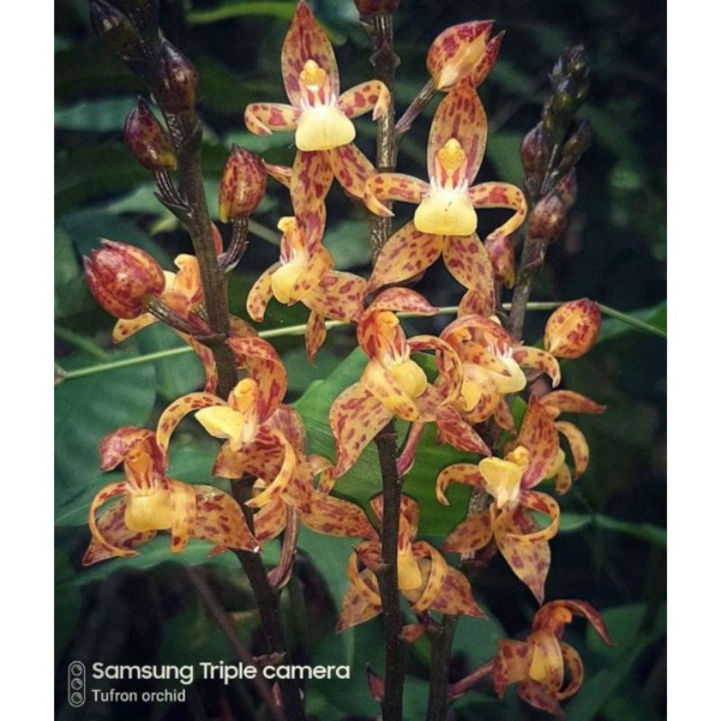 Jual javanica / Anggrek tanah plocoglotis javanica | Shopee Indonesia