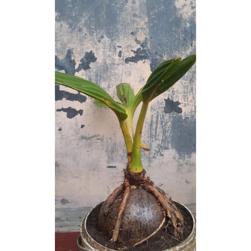 Jual bahan bonsai kelapa gading | Shopee Indonesia