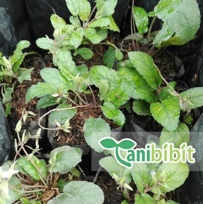 Jual Bibit Pohon Gempur Batu - Tanaman Daun Obat Ginjal Herbal Alami ...