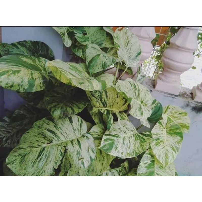 Jual JUMBO...SIRIH GADING VARIGATA - SIRIH MARBLE QUEEN | Shopee Indonesia