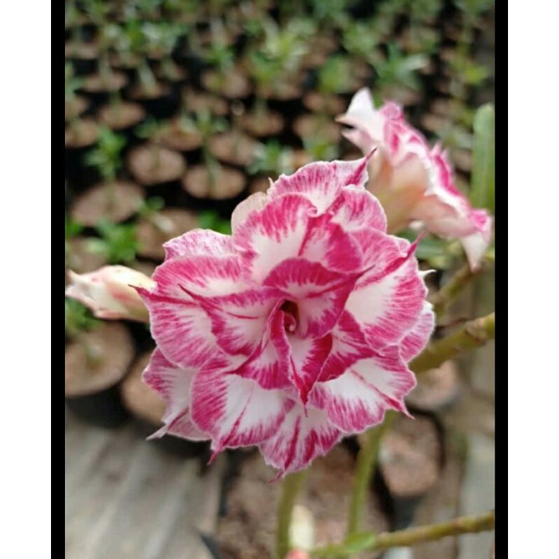 Jual ADENIUM BUNGA TRIPEL (TUMPUK) | Shopee Indonesia