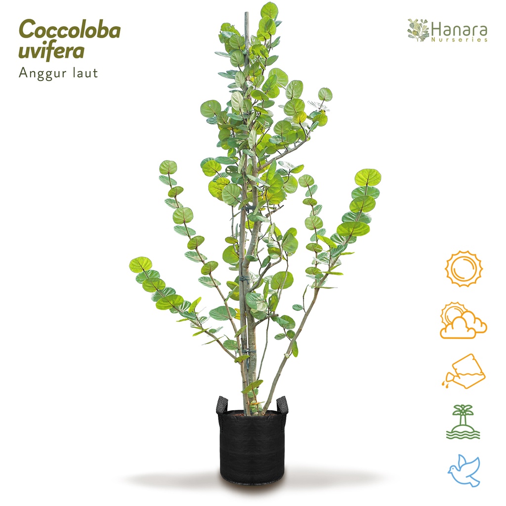 Jual Coccoloba uvifera - Anggur laut - pohon instan/instant tree ...