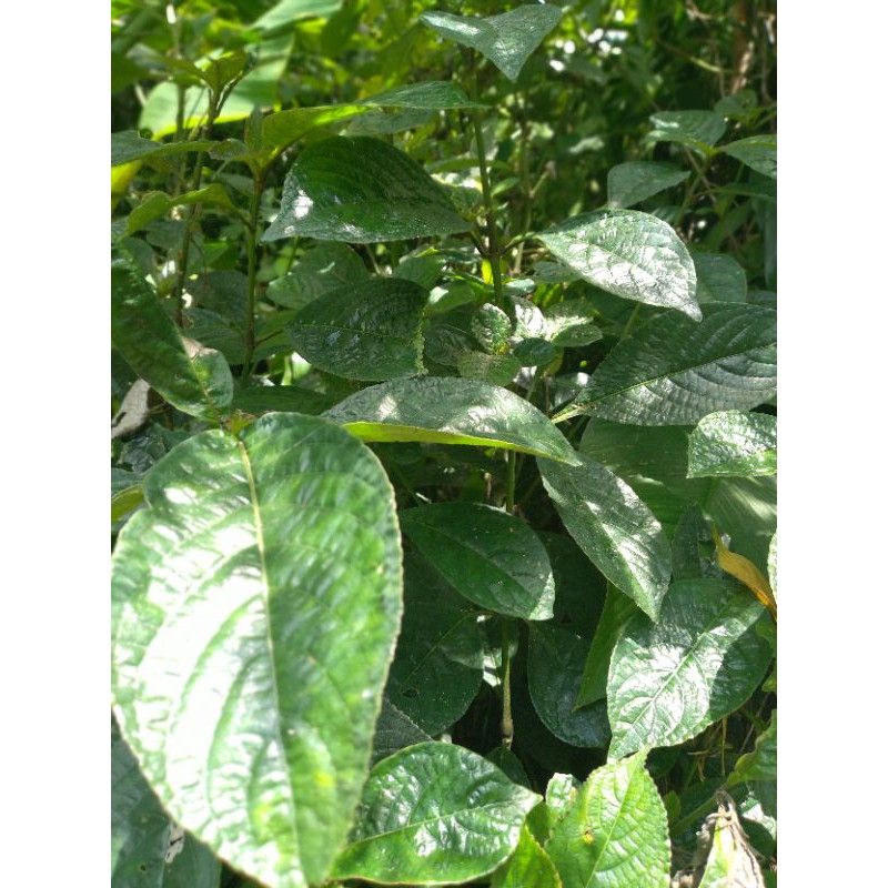 Jual daun keji beling/daun pecah beling segar per 100lembar | Shopee ...