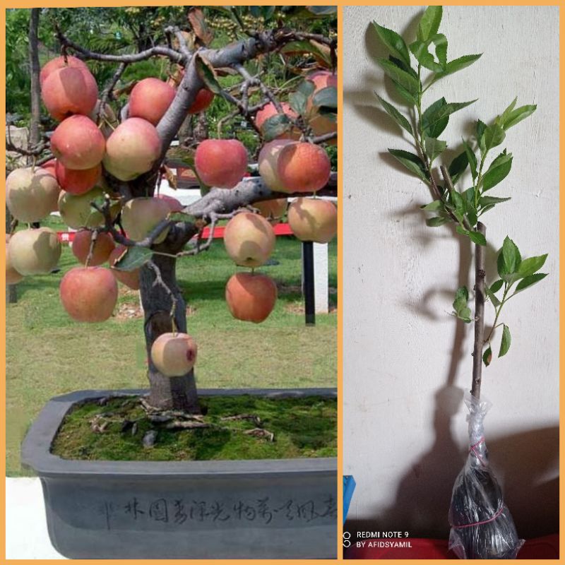 Jual bibit buah apel merah asli cangkok PROMO BELI 6 GRATIS 1 | Shopee ...