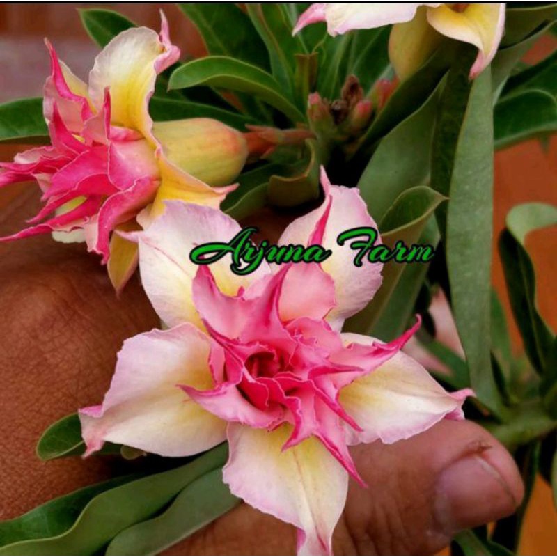 Jual adenium bunga tumpuk/tanaman hias hidup kemboja adenium/bunga ...