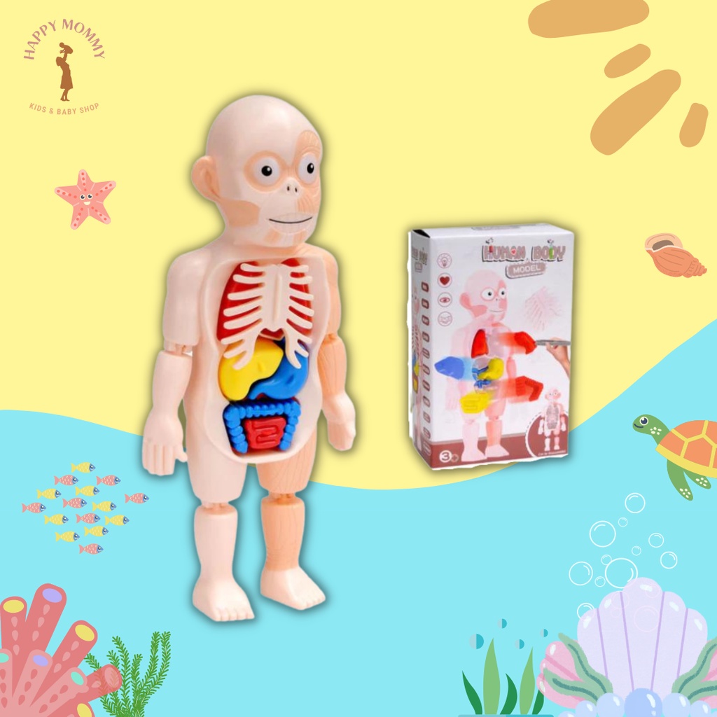 Jual Mainan Edukasi Anatomi Organ Tubuh Manusia Stem ISPA / Human Body Anatomy / Miniatur ...
