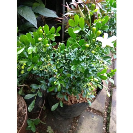 Jual Bibit Tanaman Bahan Bonsai boxus/asem/longhangsung/penitian/meme ...