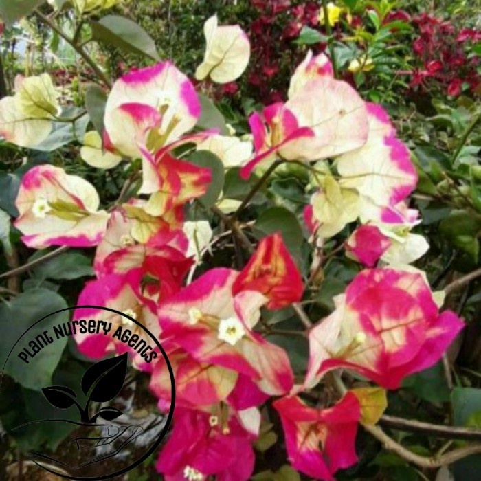 Jual Bibit Tanaman Hias Bunga Bougenville Kembang Kertas Citra India ...
